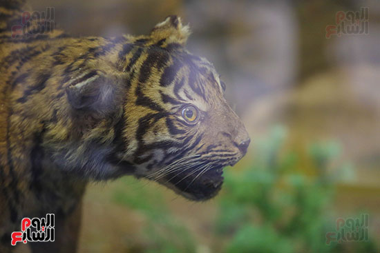 115 عاما من التحنيط.. متحف حديقة الحيوان بالجيزة أيقونة الحياة البرية ...