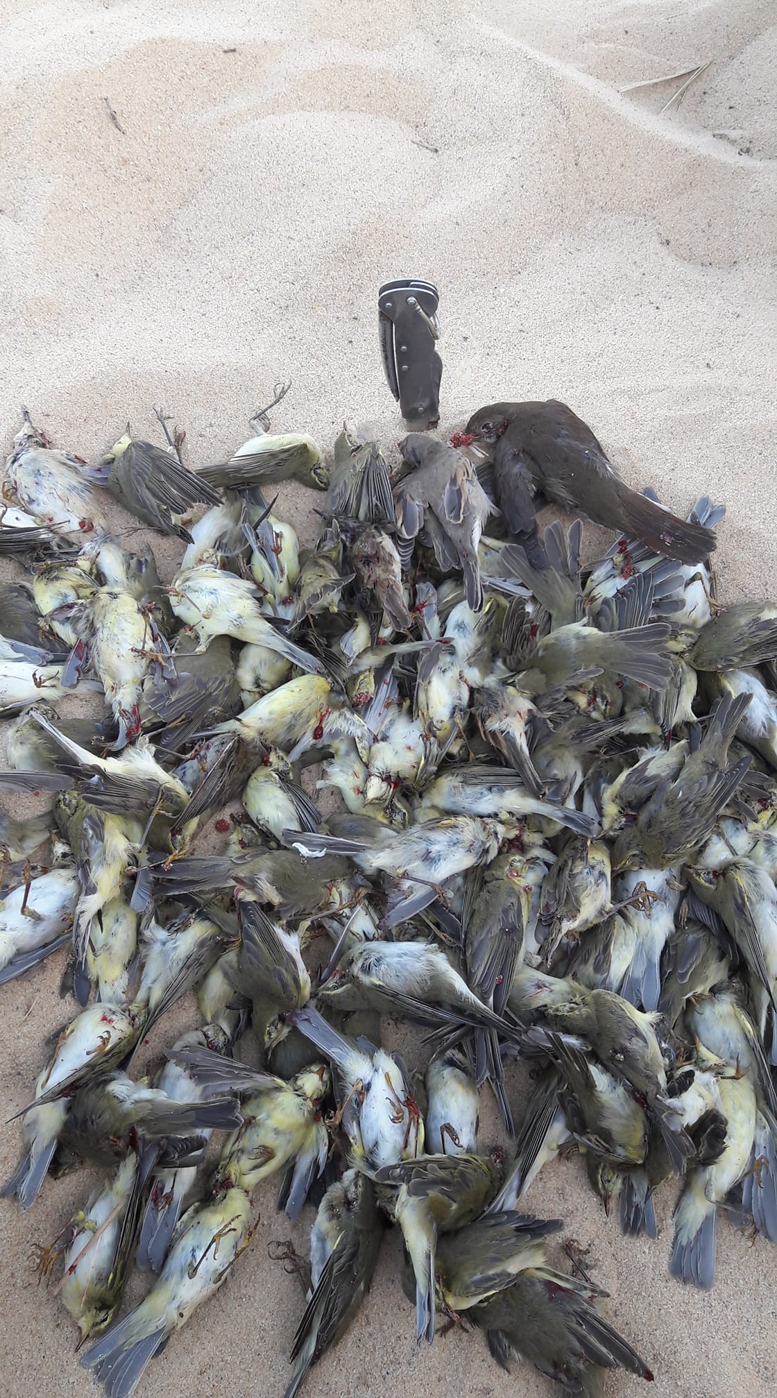 شباك الصيادين تنتظر الطيور المهاجرة على سواحل سيناء.. السمان البرى ...